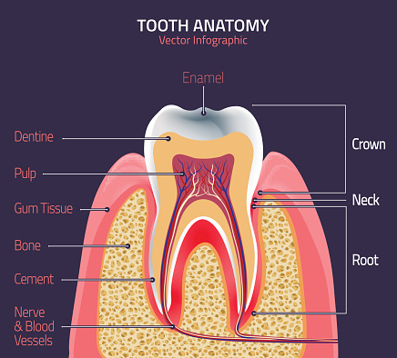 All About Tooth Enamel - Call Today 855-614-5221 - California Dental Group