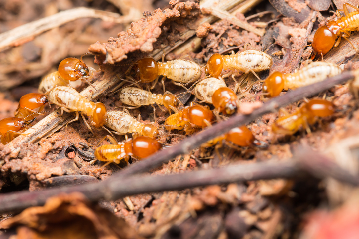 Is Your Jawbone Infested with Termites? - Call Today 855-614-5221 ...